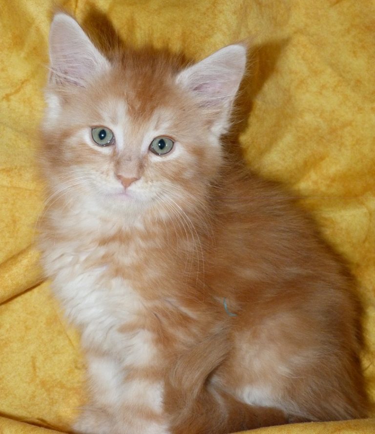 Ventes et tarifs pour un chaton maine coon aux particuliers et ...
